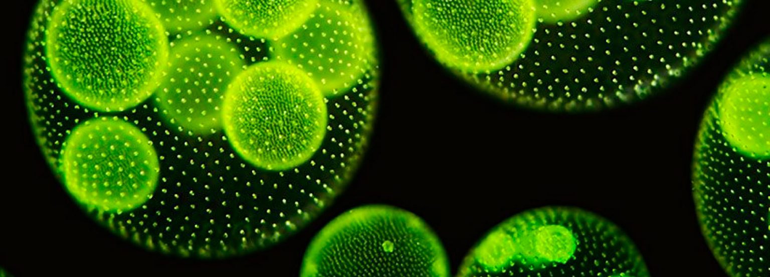 Microalgae – Algae International