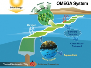 Microalgae – Algae International