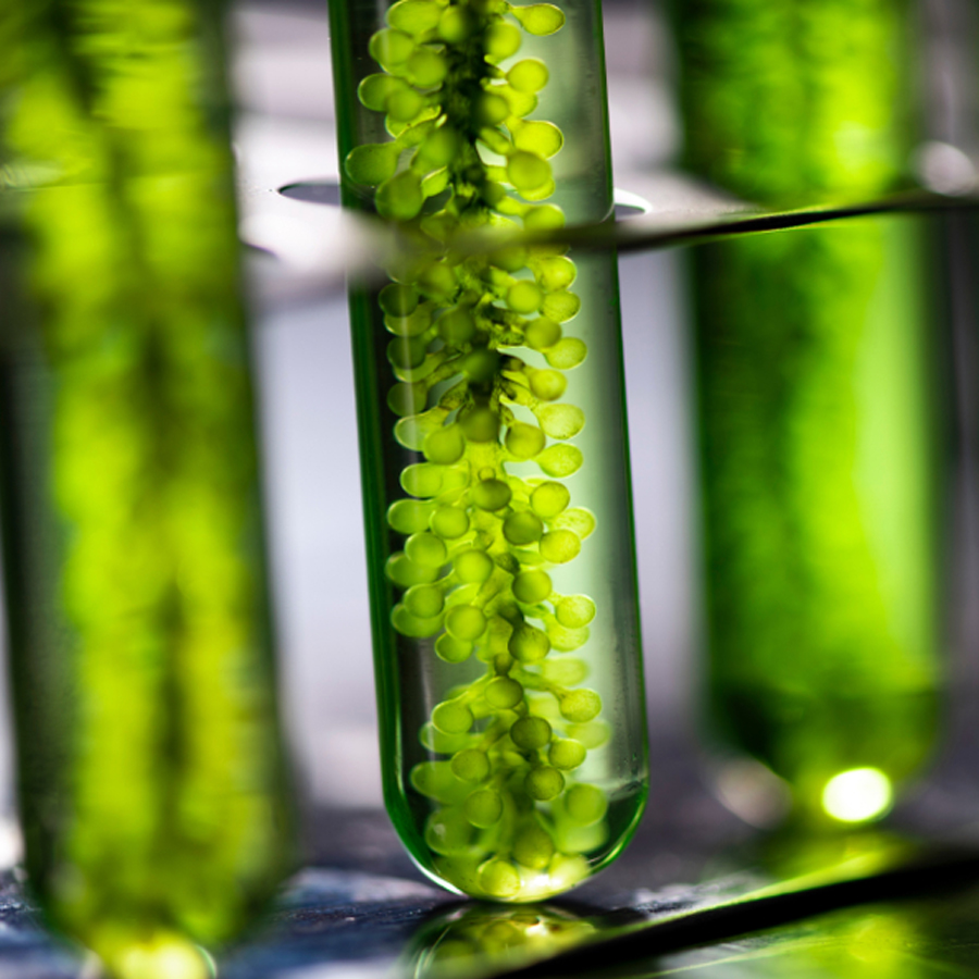 Algae International – Food & Energy